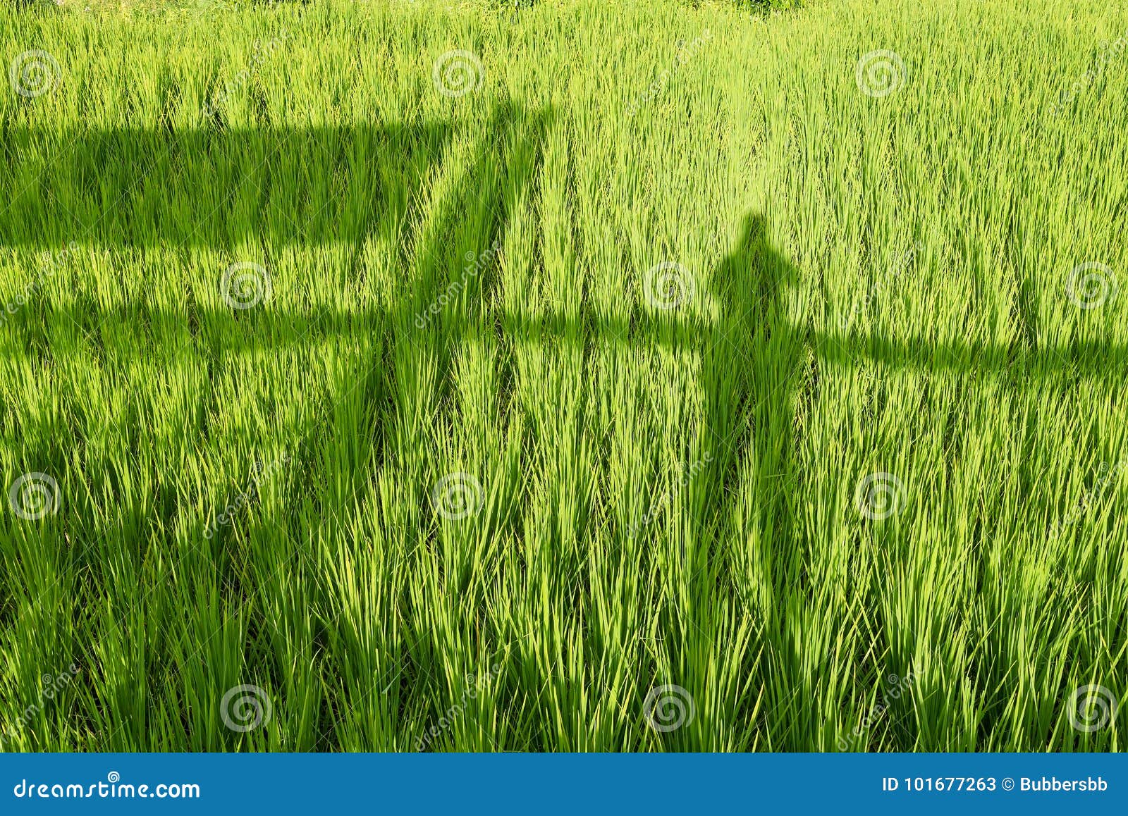 Shadow of Man in Paddy Rice Field.Thailand. Stock Image - Image of ...