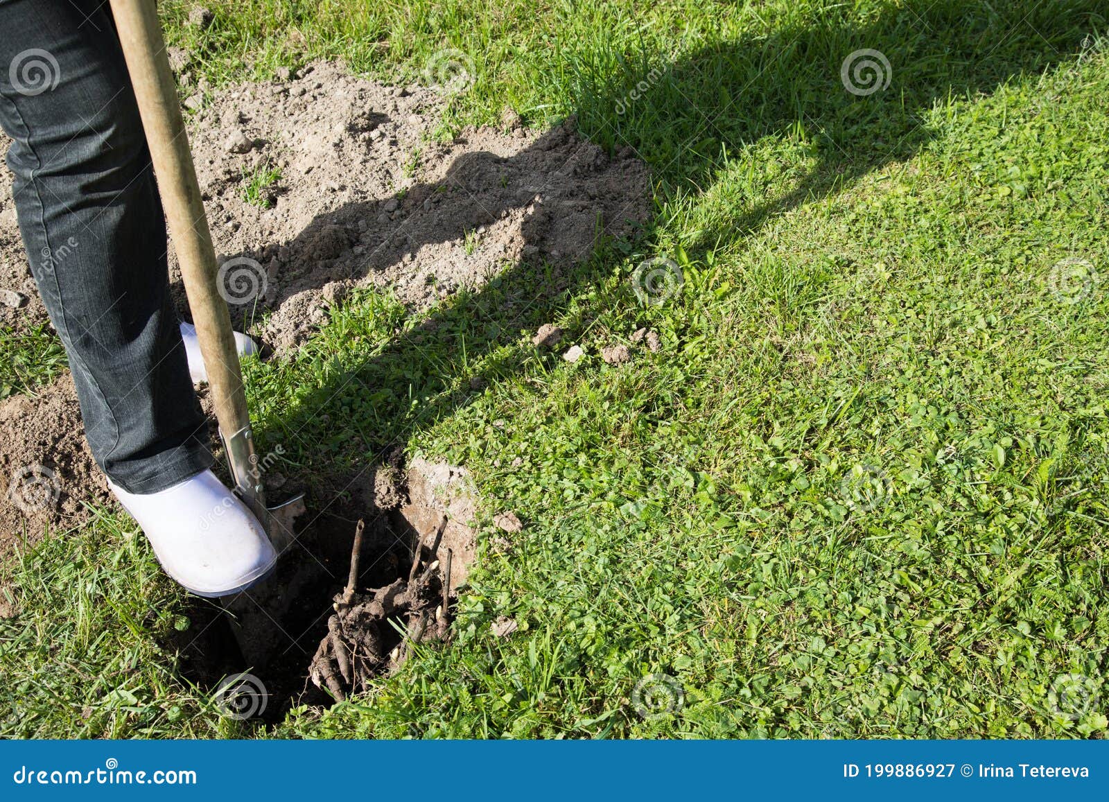 Shadow of a Man Planting Flowers on the Grass. Arrangement of a Cottage ...