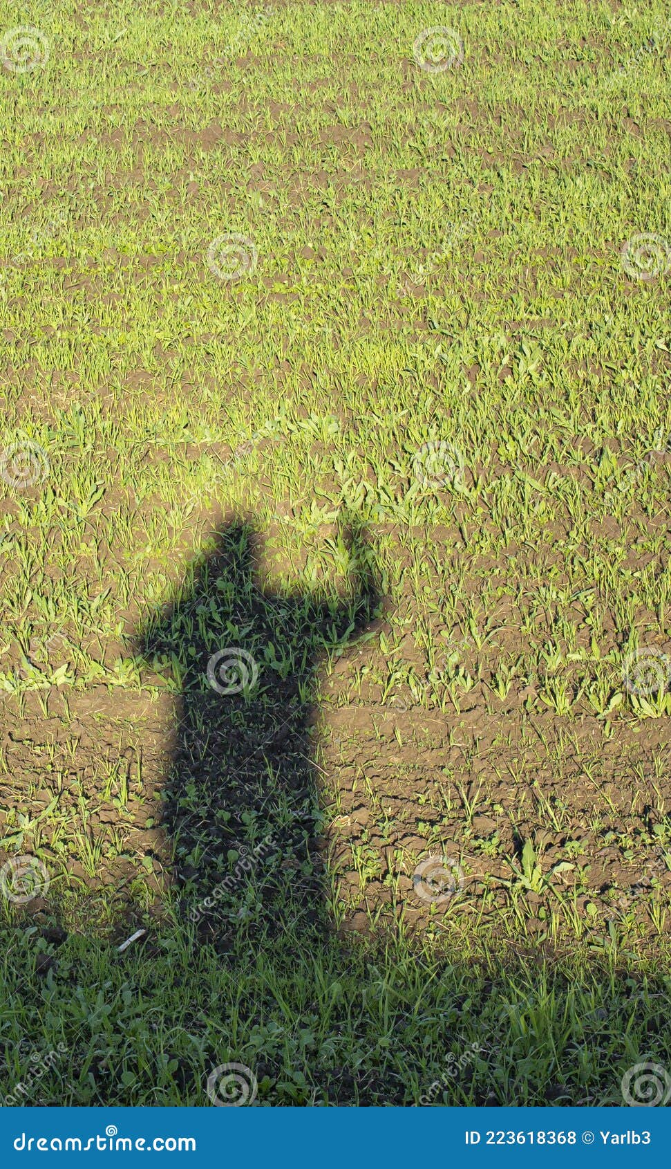 Raised Scar. Scar After Appendectomy. Cyanotic Keloid Scar Caused By ...