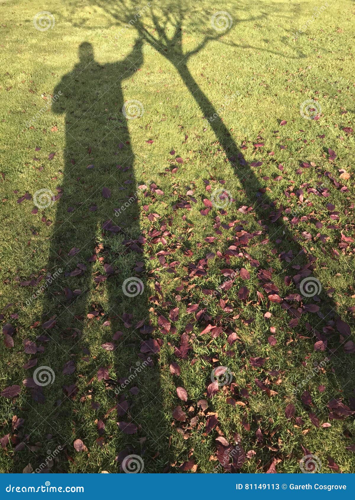 Shadow of man shaking tree stock image. Image of fall - 81149113