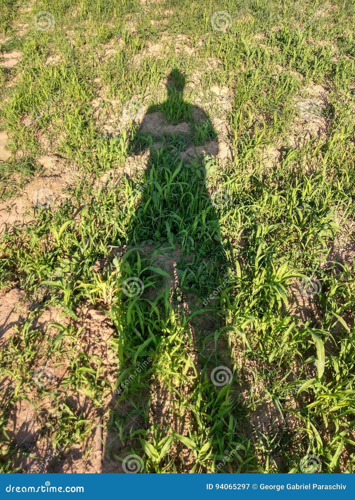 Shadow of Man Watching His Crops Stock Image - Image of green ...