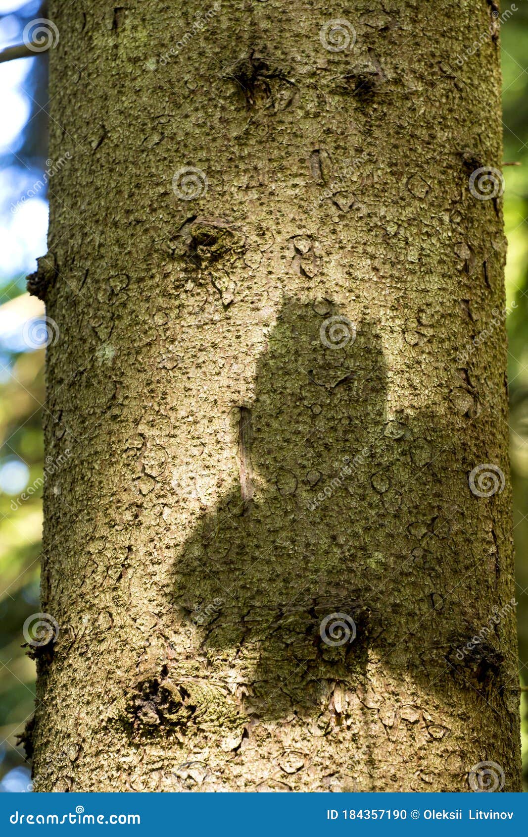 Shadow of a Maple Leaf on a Tree Trunk in a Forest Stock Photo - Image ...