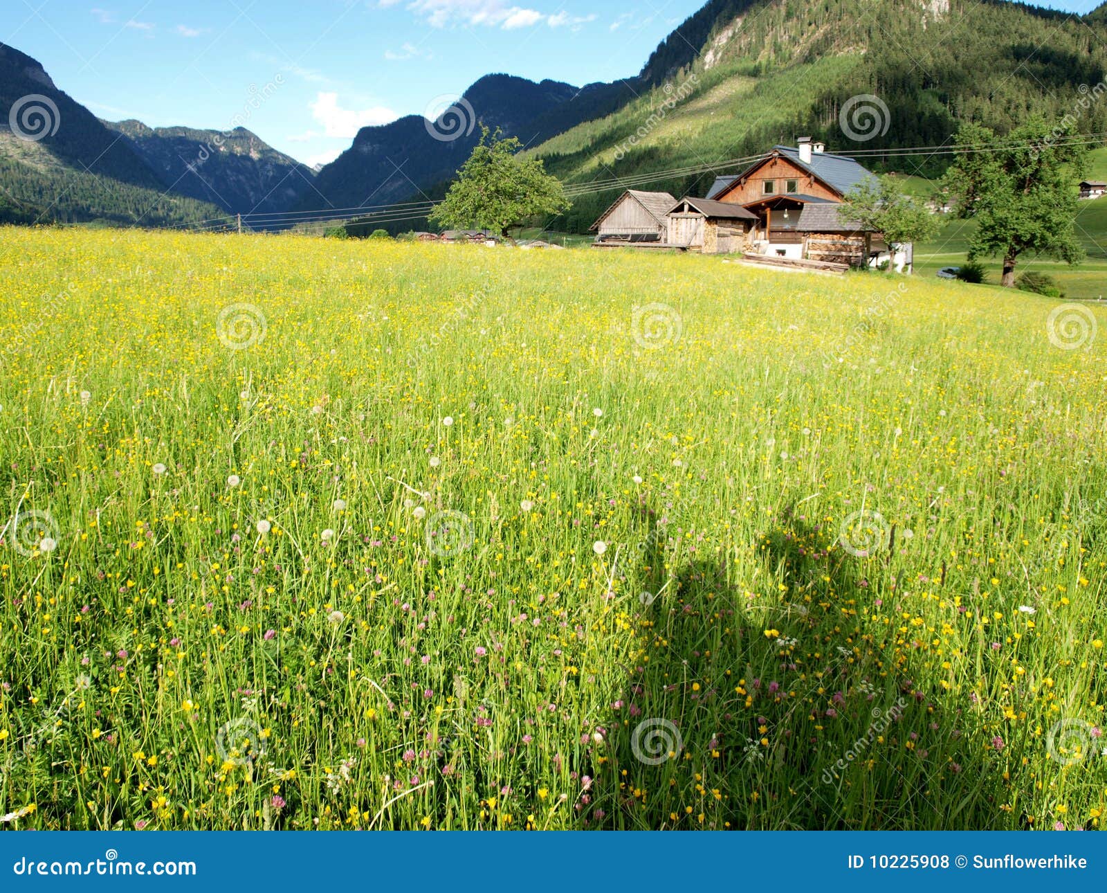 Shadow on the meadow stock photo. Image of countryside - 10225908