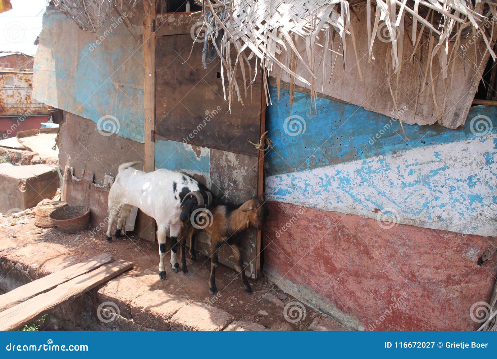 In the shadow stock image. Image of india, goat, shadow - 116672027