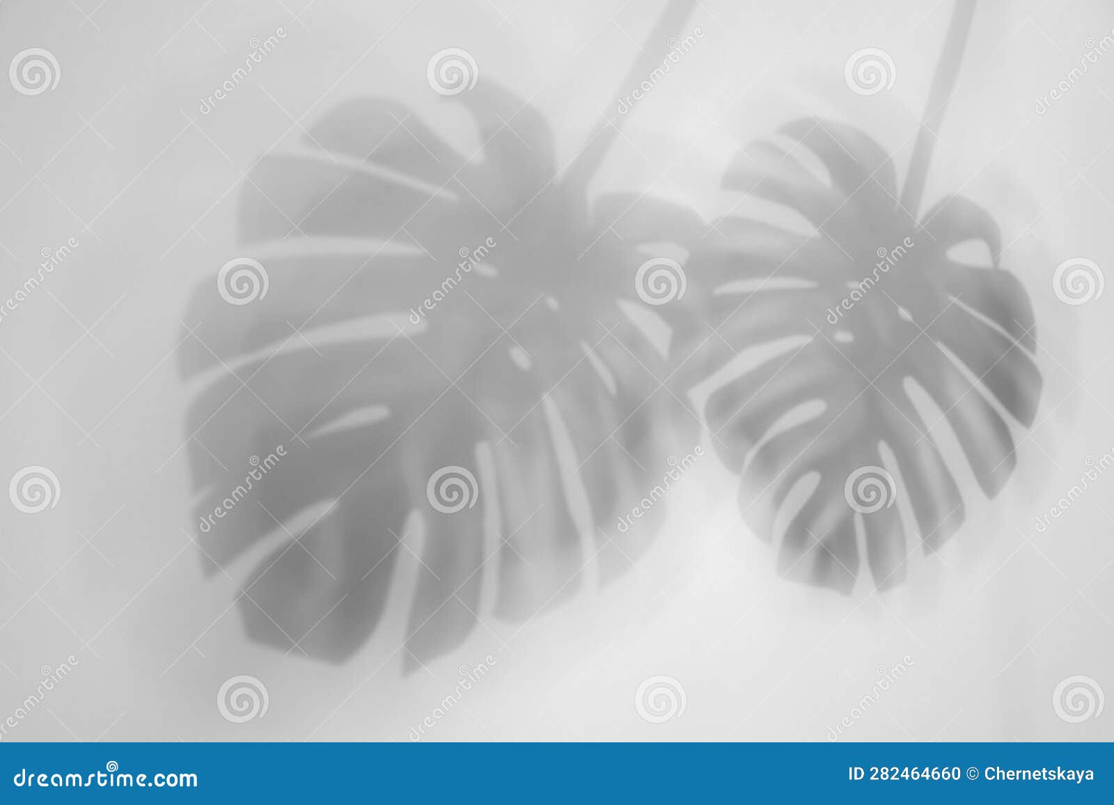Shadow of Monstera Leaves on Light Background Stock Photo - Image of ...