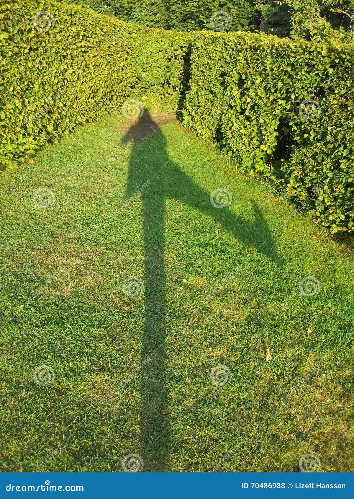 Shadow stock photo. Image of grass, sunset, green, standing - 70486988