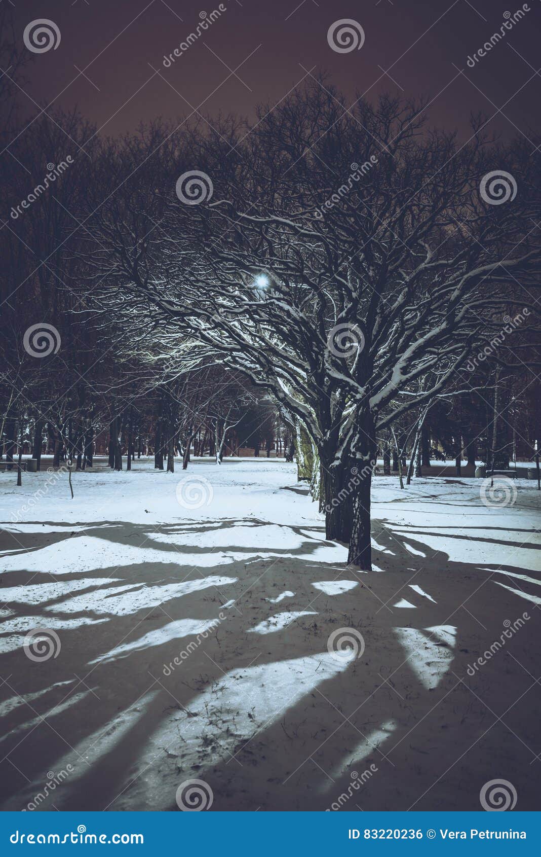 Shadow in night park stock photo. Image of night, frost - 83220236