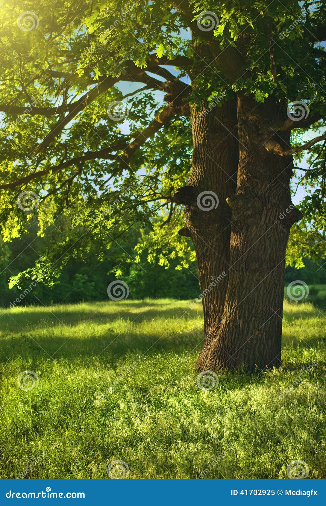 6,726 Shadow Oak Tree Photos - Free & Royalty-Free Stock Photos from ...