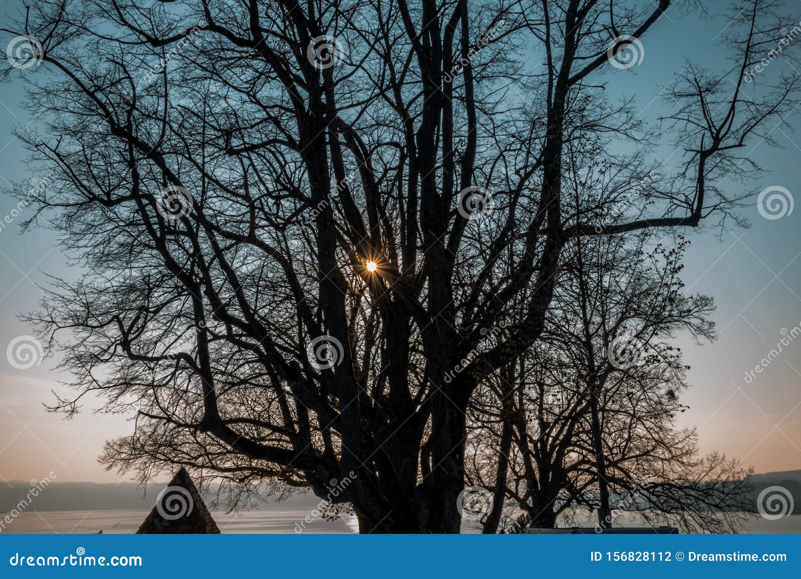 The Shadow and Outline of a Tree Stock Photo - Image of landscape ...