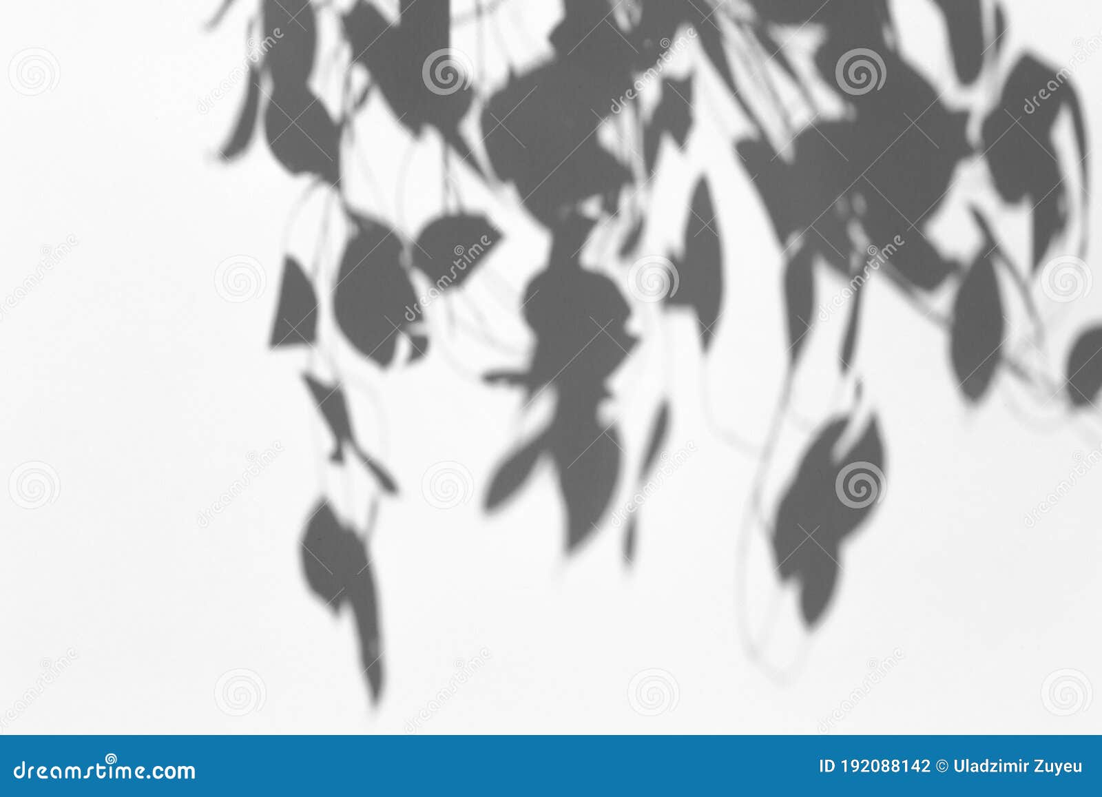 Shadow Overlay Effect for Photo. Shadows from Tree Leaves and Tropical ...