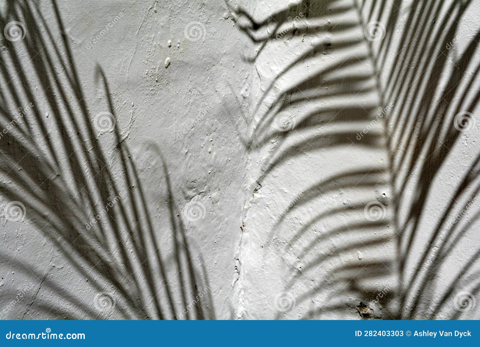 Shadow of Palm Fronds on a Wall Stock Image - Image of tree, contrast ...