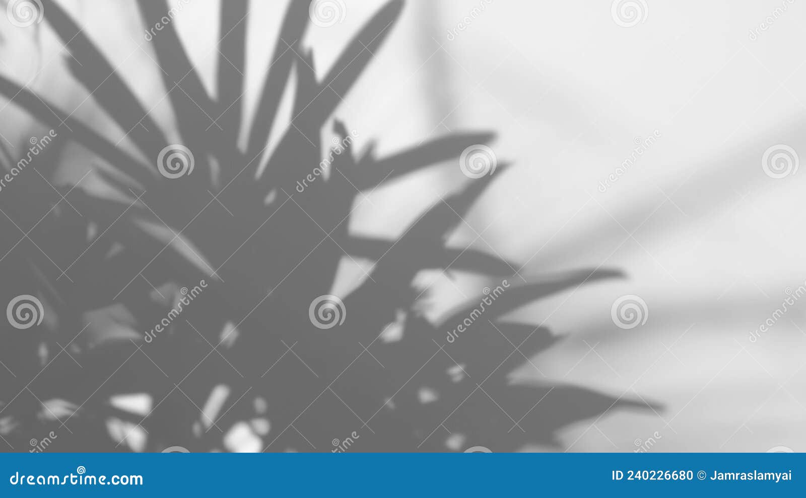Shadow Palm Leaf in the Wind Blowing Overlay on White Stock Footage ...