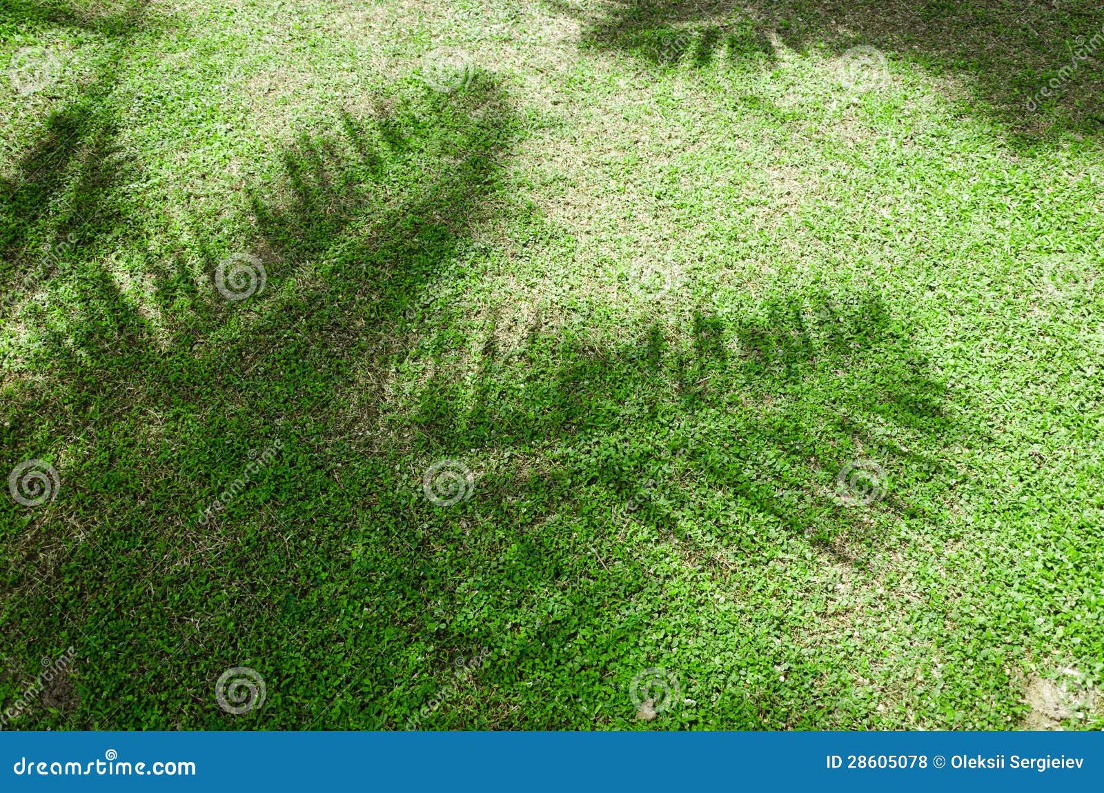 Shadow of the palm leaves stock photo. Image of scene - 28605078