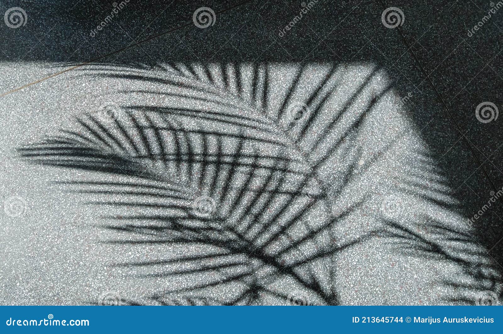 Shadow of Palm Leaves on Floor Background. Silhouettes and Shadows ...