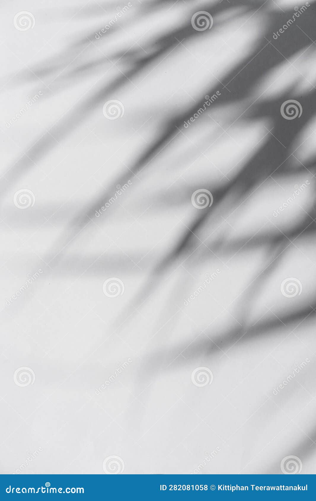 Shadow of Palm Leaves Sway in the Wind on White Background Stock Photo ...