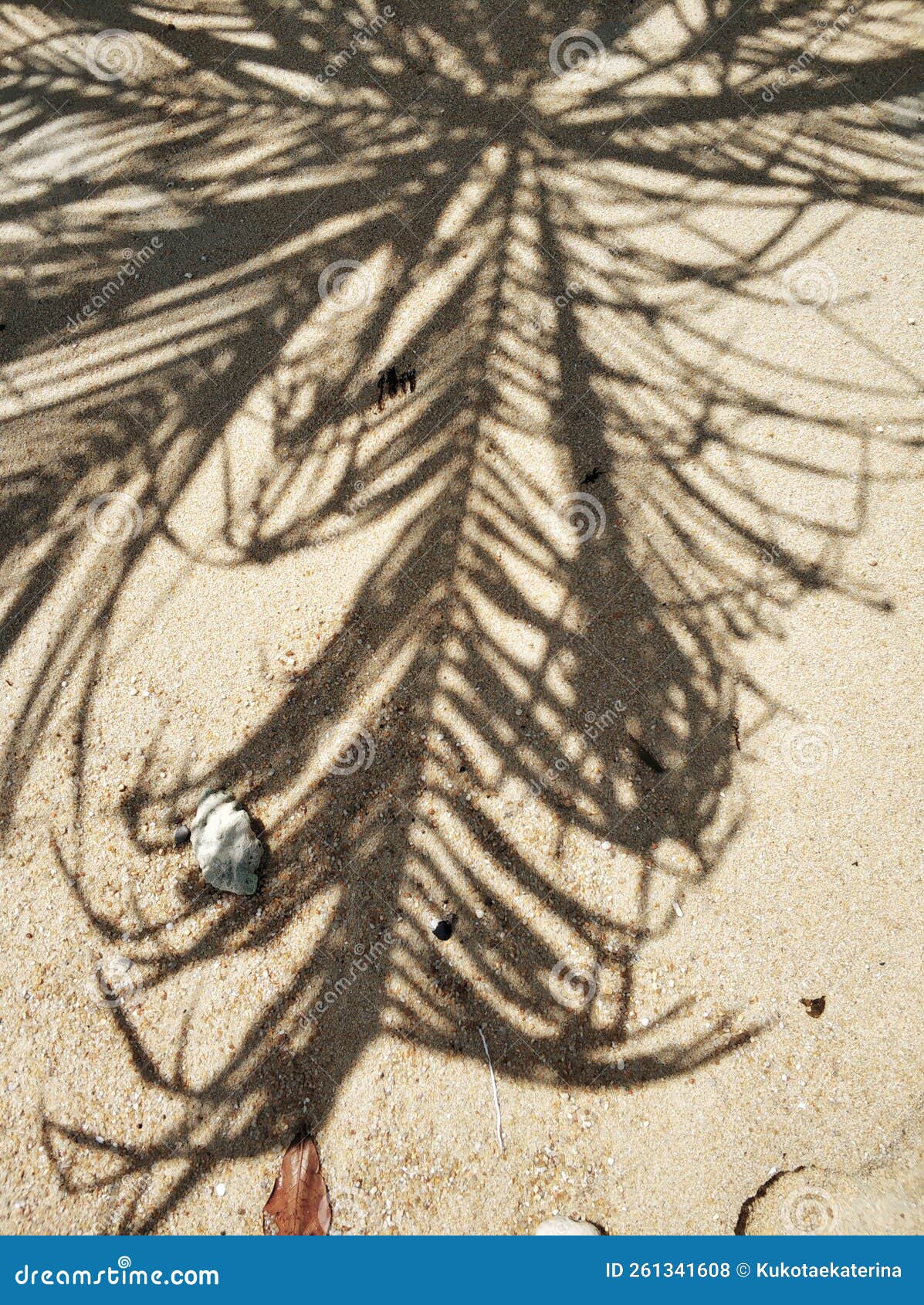 The Shadow of a Palm Tree on the Beach with a Seashell Stock Photo ...
