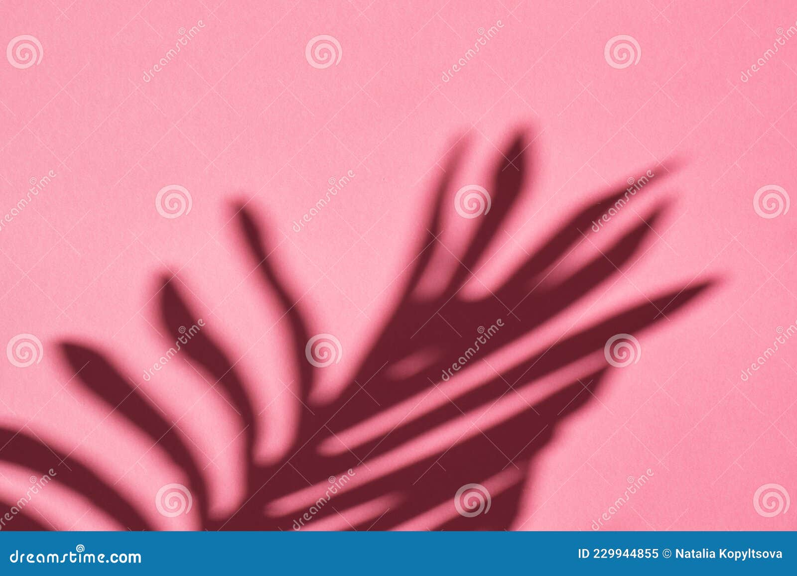 Shadow of a Palm Tree Branch on a Pink Surface, Texture Background ...