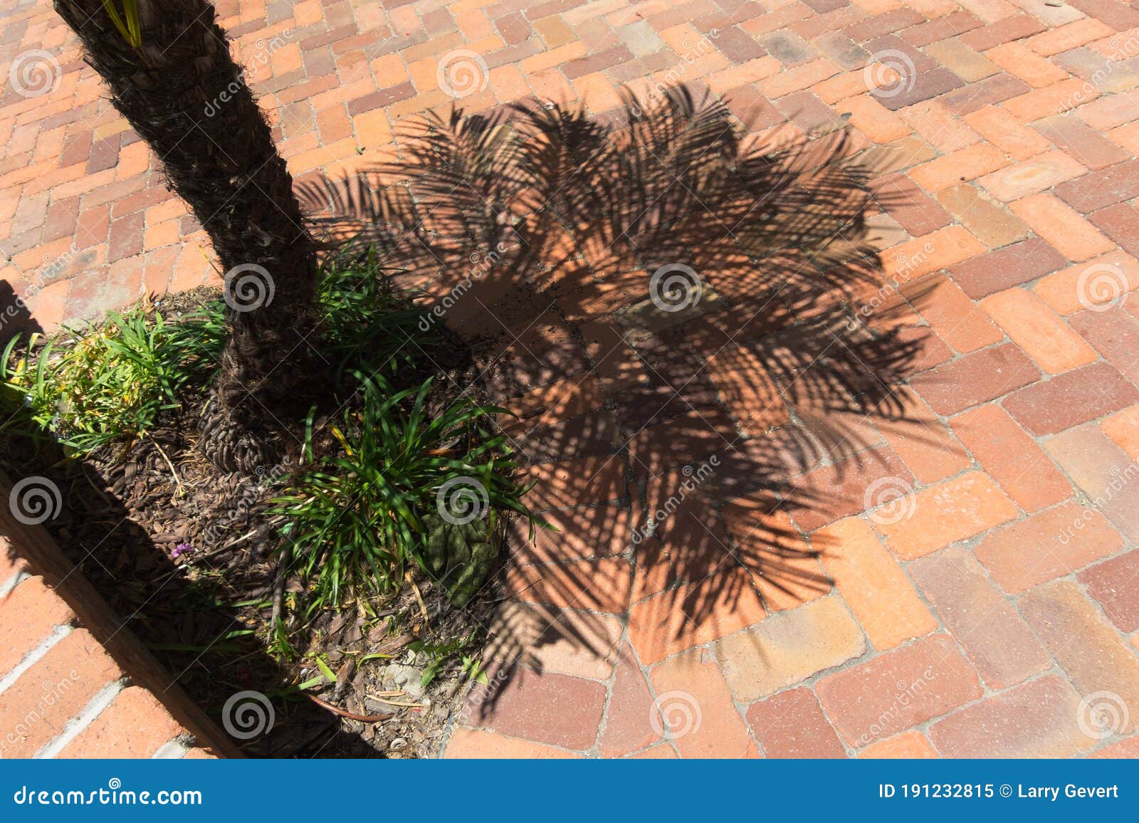 Palm Tree Shadow, Brick Sidewalk Stock Image - Image of fence, elegant ...