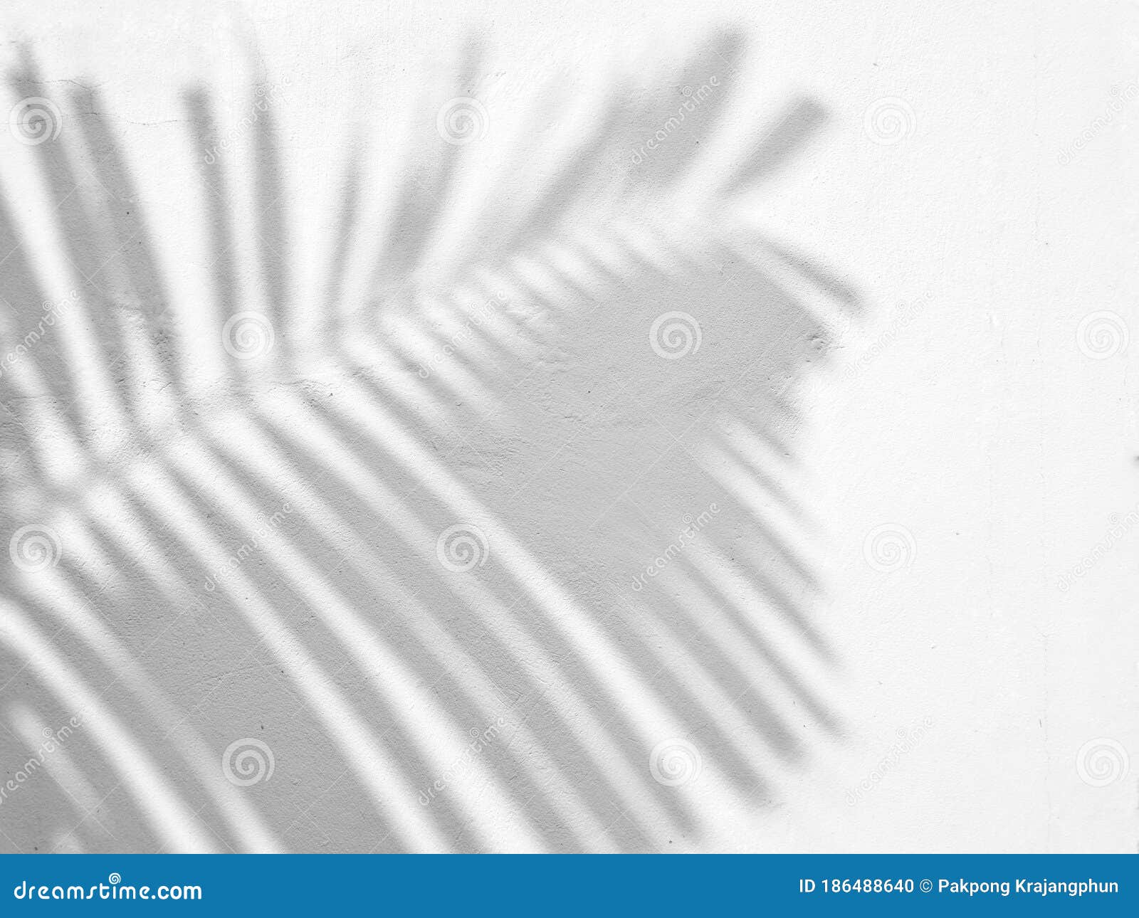 Shadow of the Palm Tree Leaves Stock Photo - Image of palm, brand ...