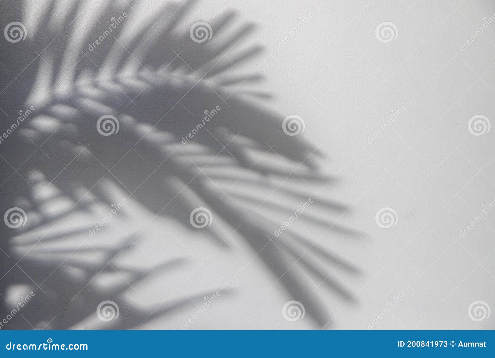 The Shadow of the Palm Tree Leaves on the Wall Stock Image - Image of ...