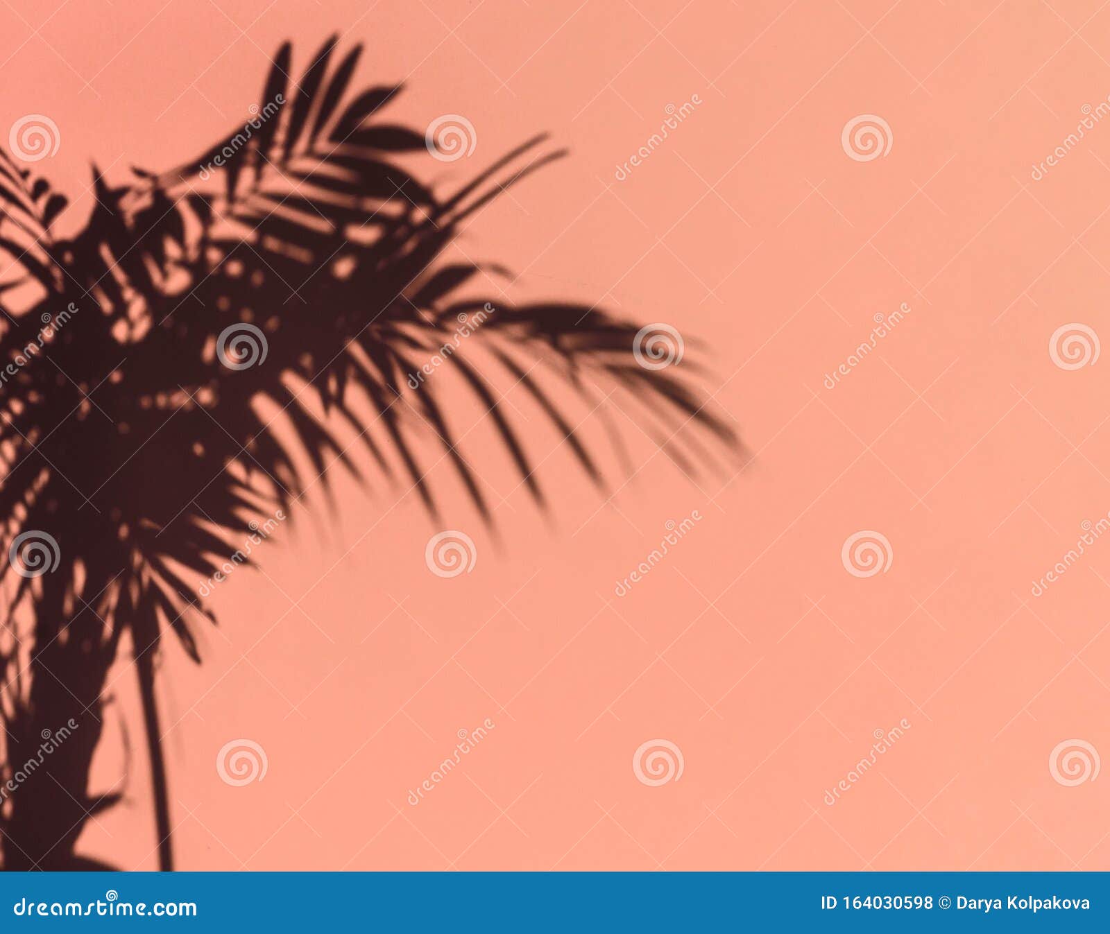 Shadow from a Palm Tree on a Pink Background. Copy Space Stock Photo ...