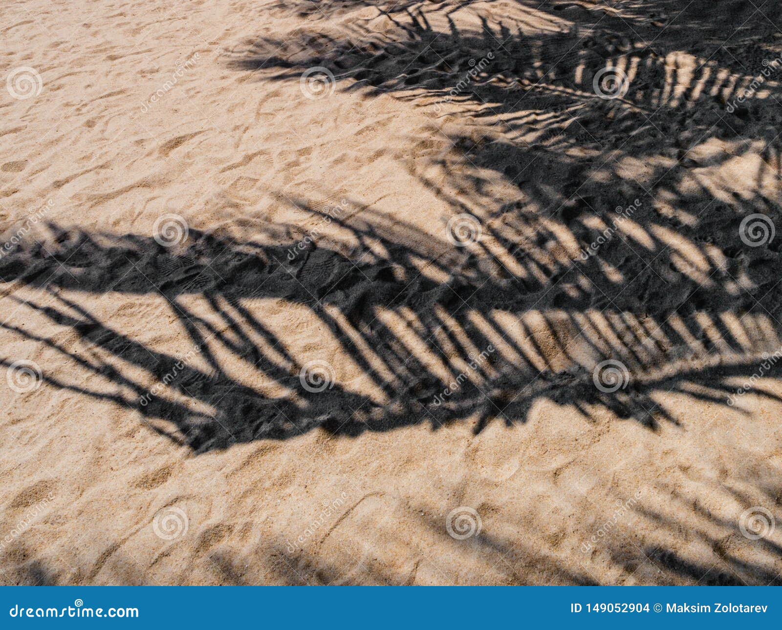 Shadow of a palm tree stock photo. Image of shore, shadow - 149052904
