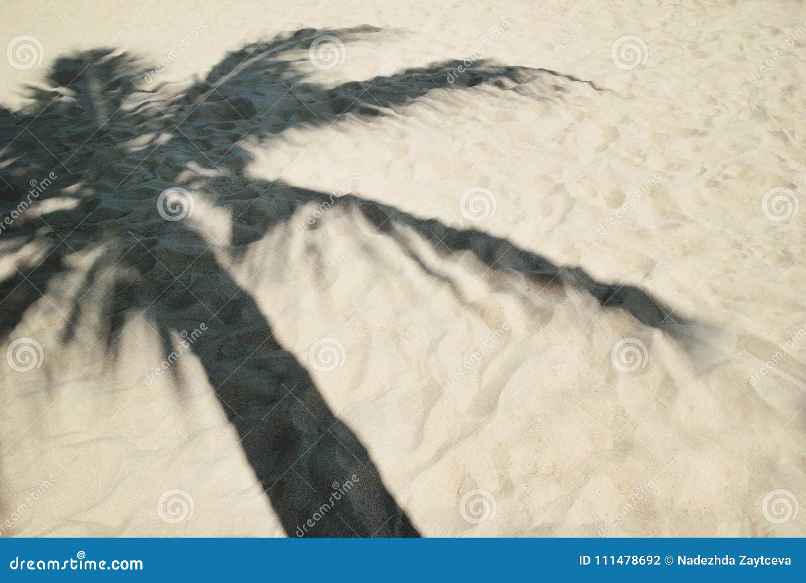 Shadow from Palm Tree on a Sandy Beach. Stock Photo - Image of ...