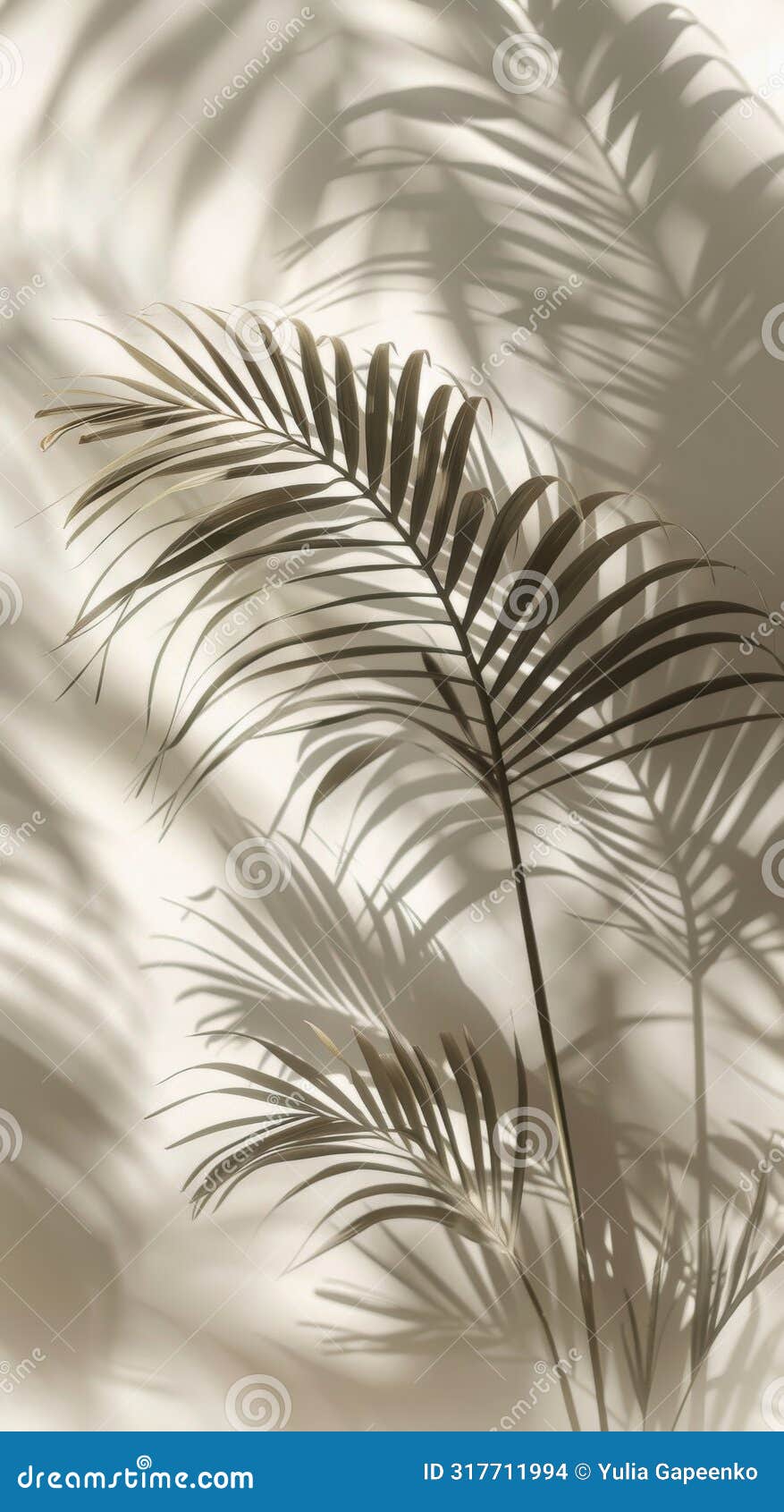 Shadow of a Palm Tree on a Wall Stock Photo - Image of dark, plant ...