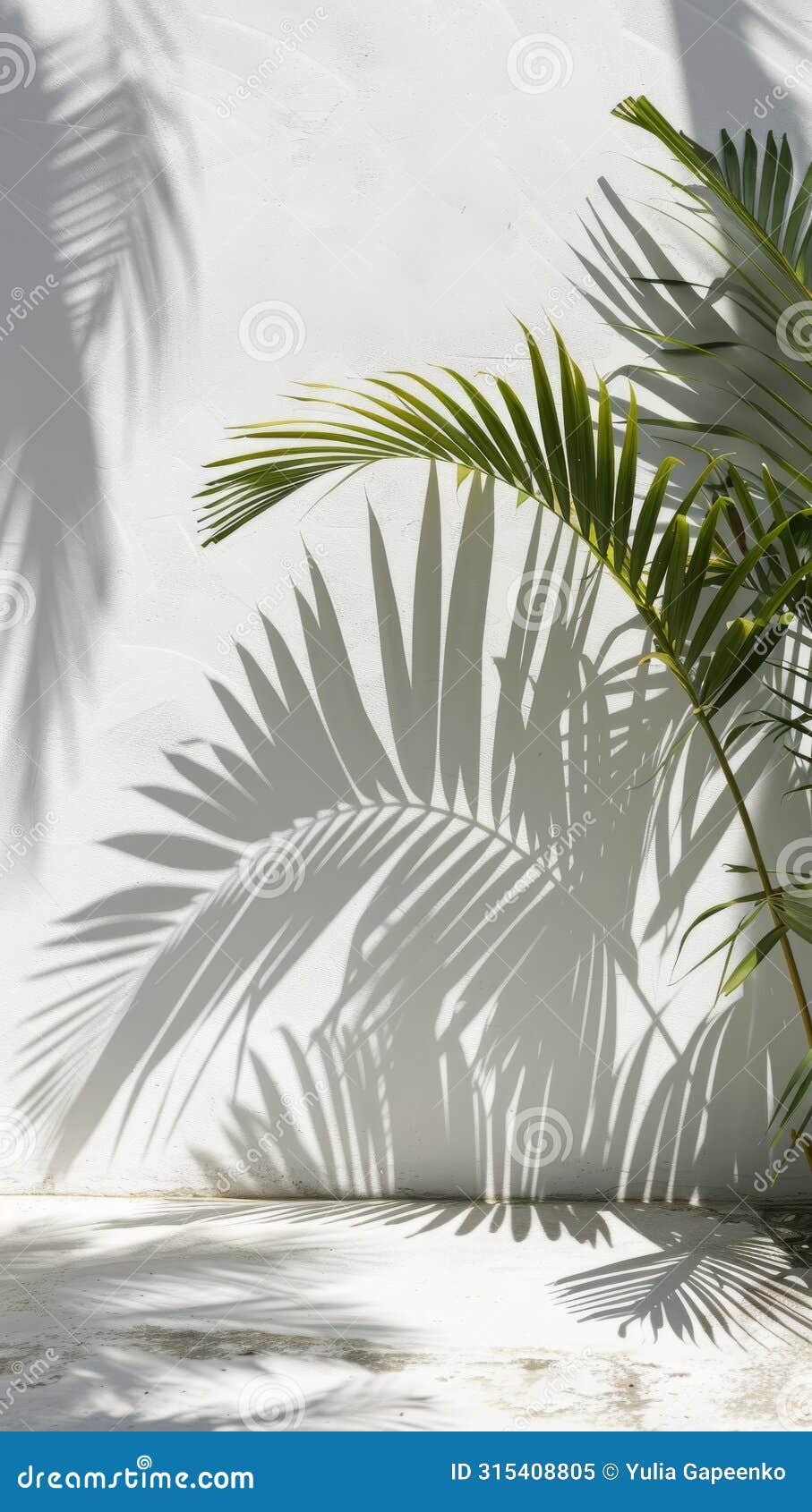 Shadow of a Palm Tree on a White Wall Stock Image - Image of building ...