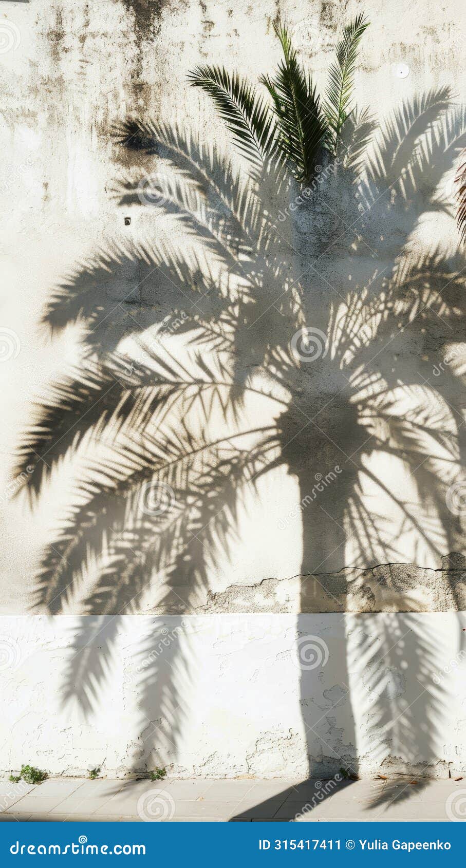 Shadow of a Palm Tree on a White Wall Stock Image - Image of rays, city ...