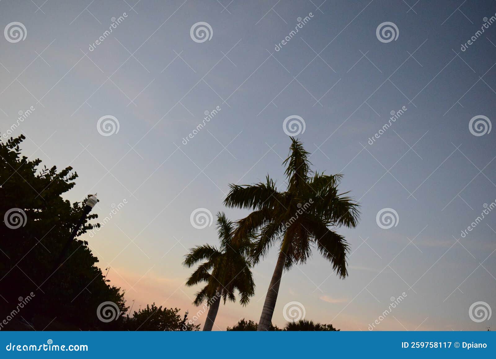 Shadow Palm Trees Against the Sunset Skies of Florida Stock Image ...