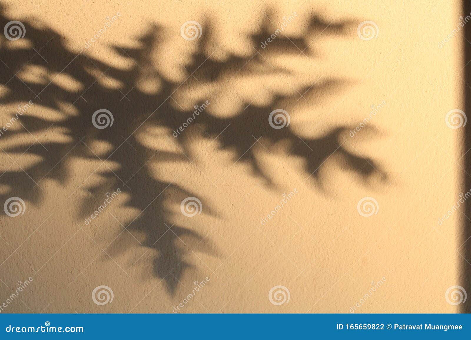Shadow of Papaya Leaves on the Wall. Stock Photo - Image of shadow ...