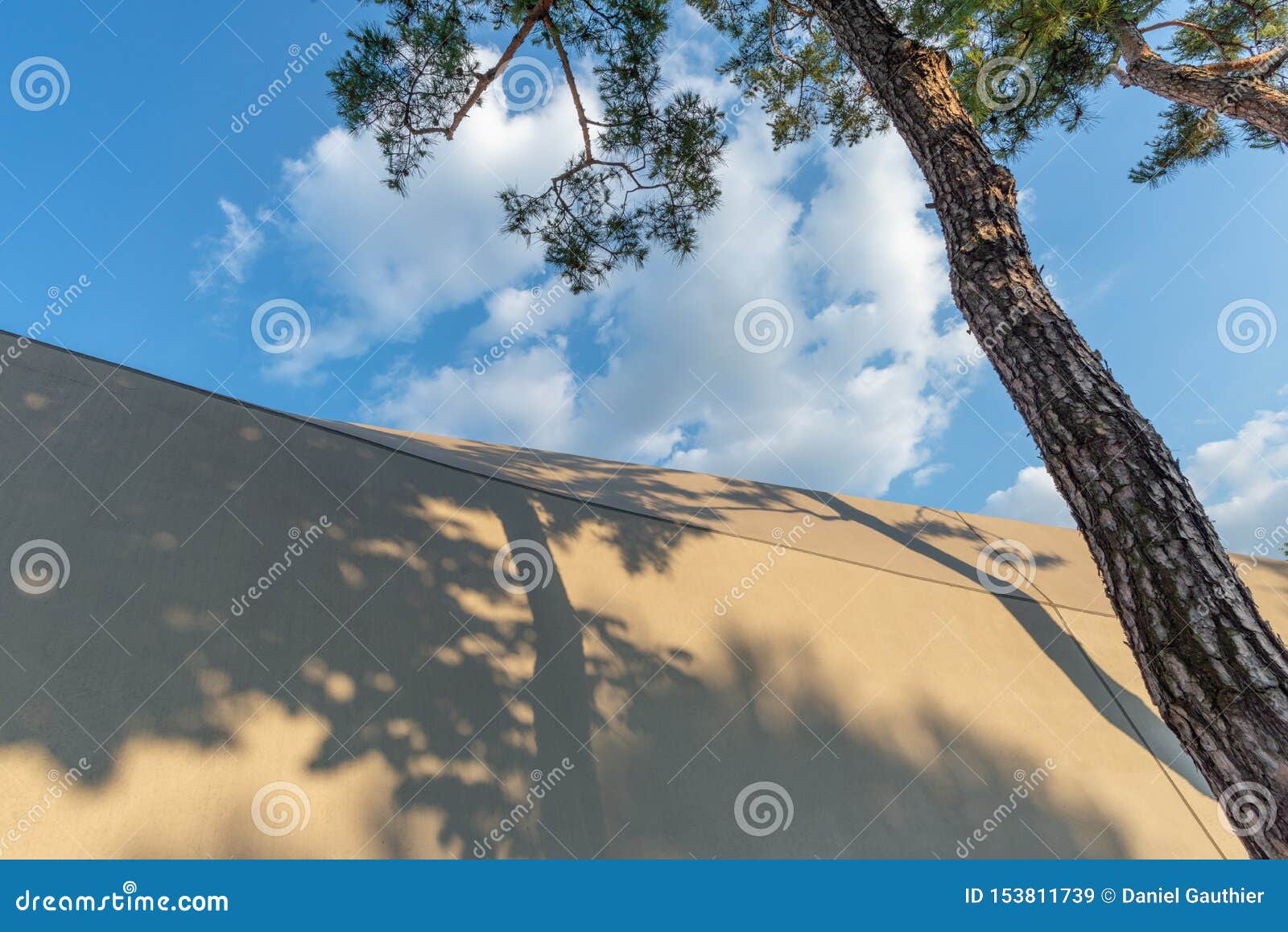 Shadow of a Pine Tree Cast on a Modern Building Wall Stock Image ...