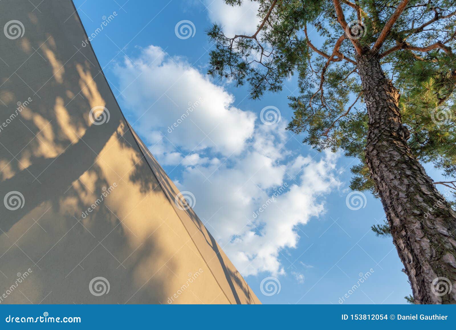 Shadow of a Pine Tree Cast on a Modern Building Wall Stock Photo ...