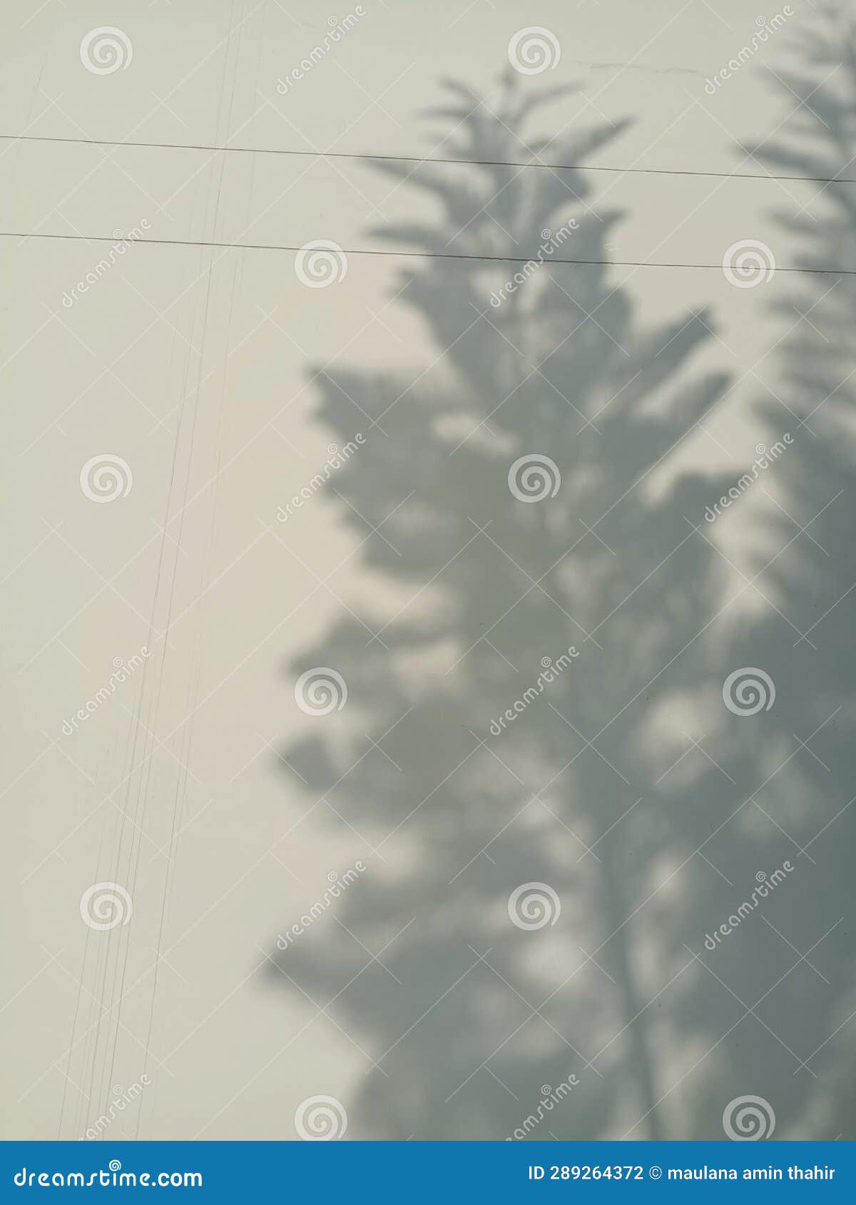 The Shadow of a Pine Tree on the Wall of the Building in the Afternoon ...