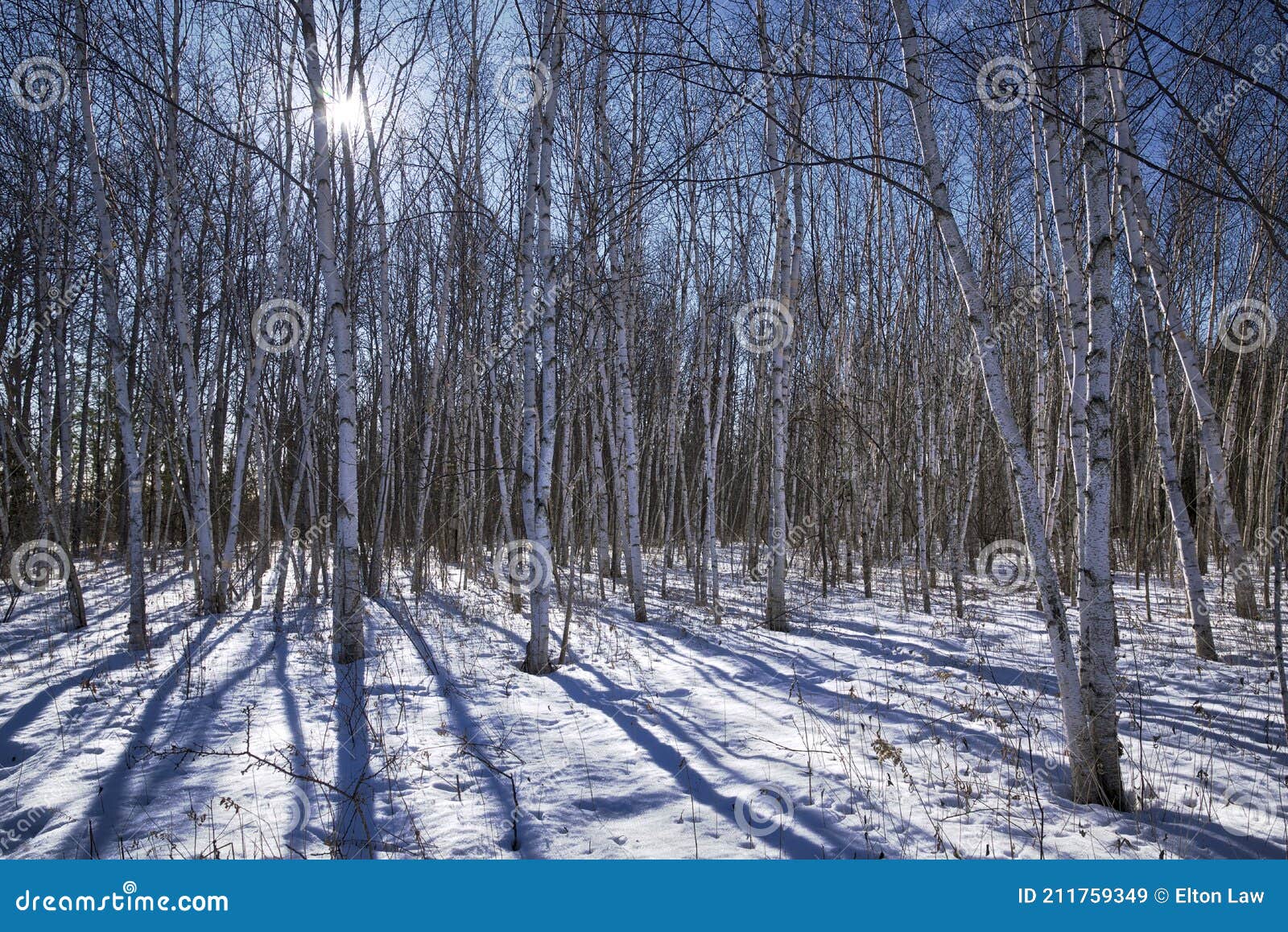 Shadow of the Pine Trees in the Forest in Winter. Sunlight Peeking ...