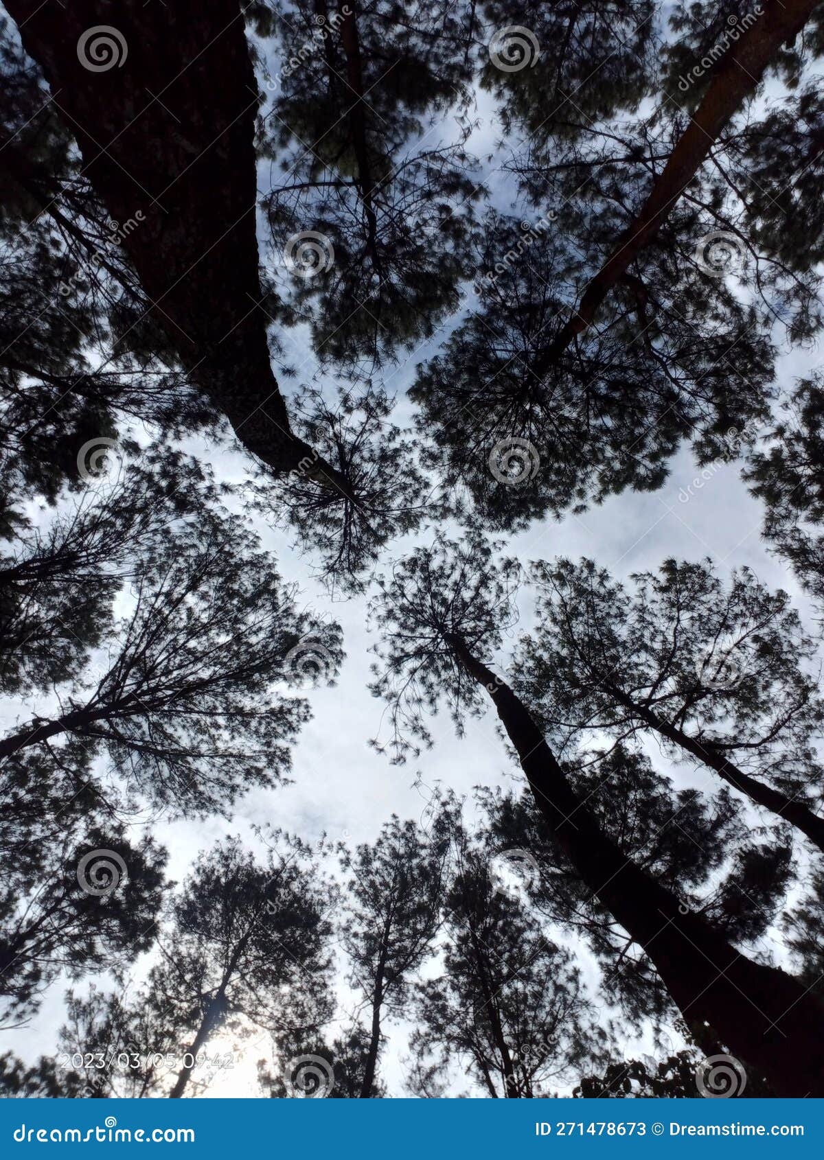 Shadow on the Pine Trees in the Jungle at the Morning Stock Image ...