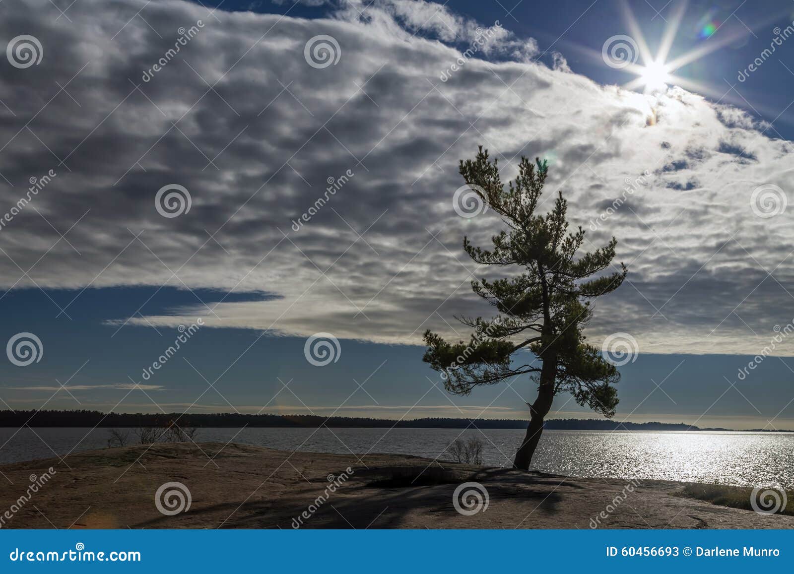 Shadow of a Pine stock image. Image of pine, canada, group - 60456693
