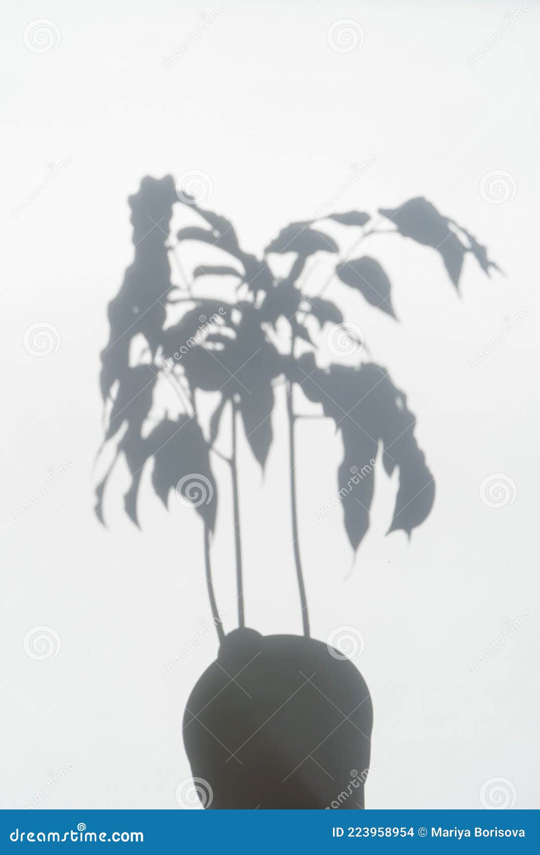 The Shadow of a Plant in a Flower Pot. Stock Photo - Image of exterior ...