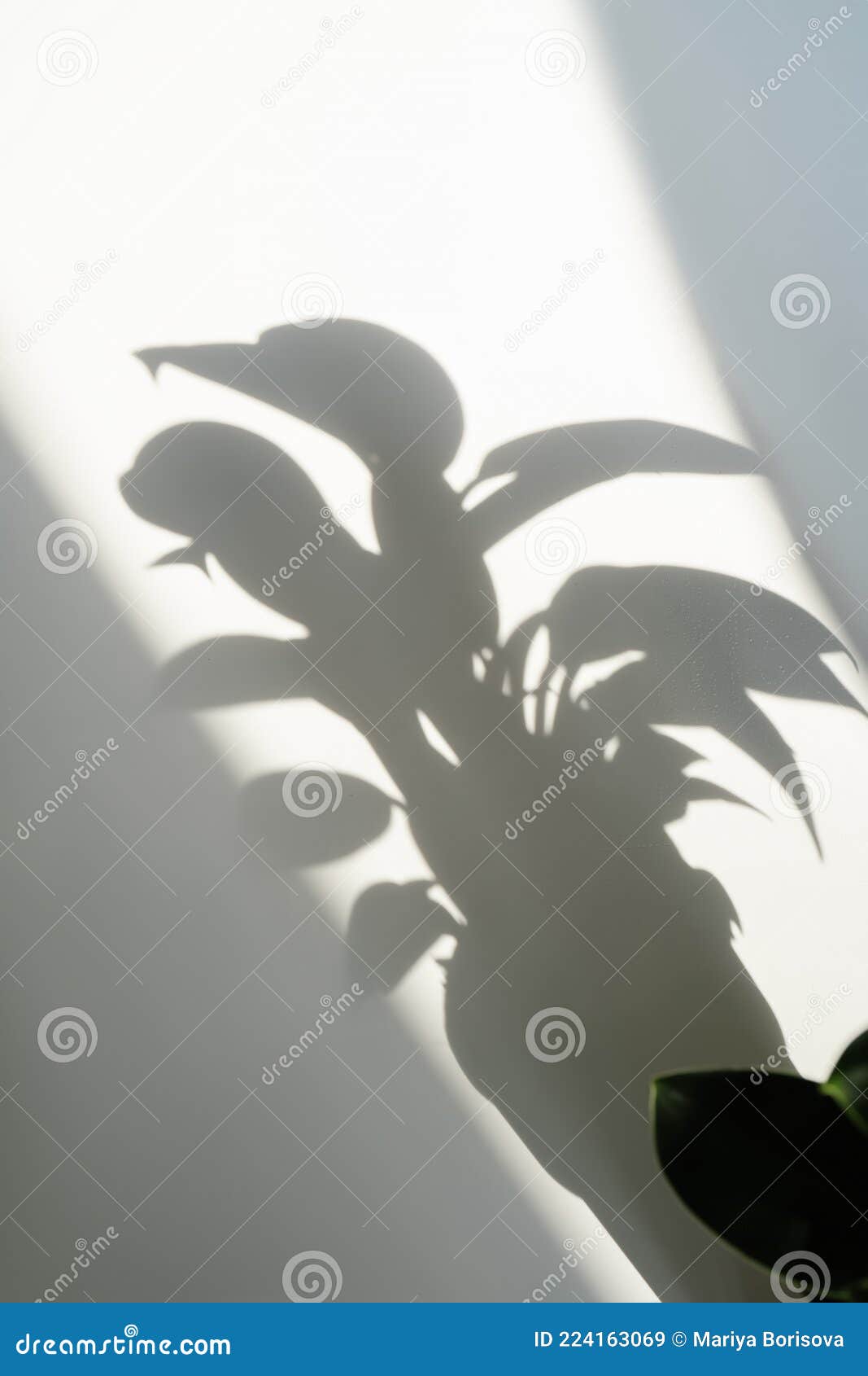 The Shadow of a Plant in a Flower Pot. Stock Image - Image of texture ...