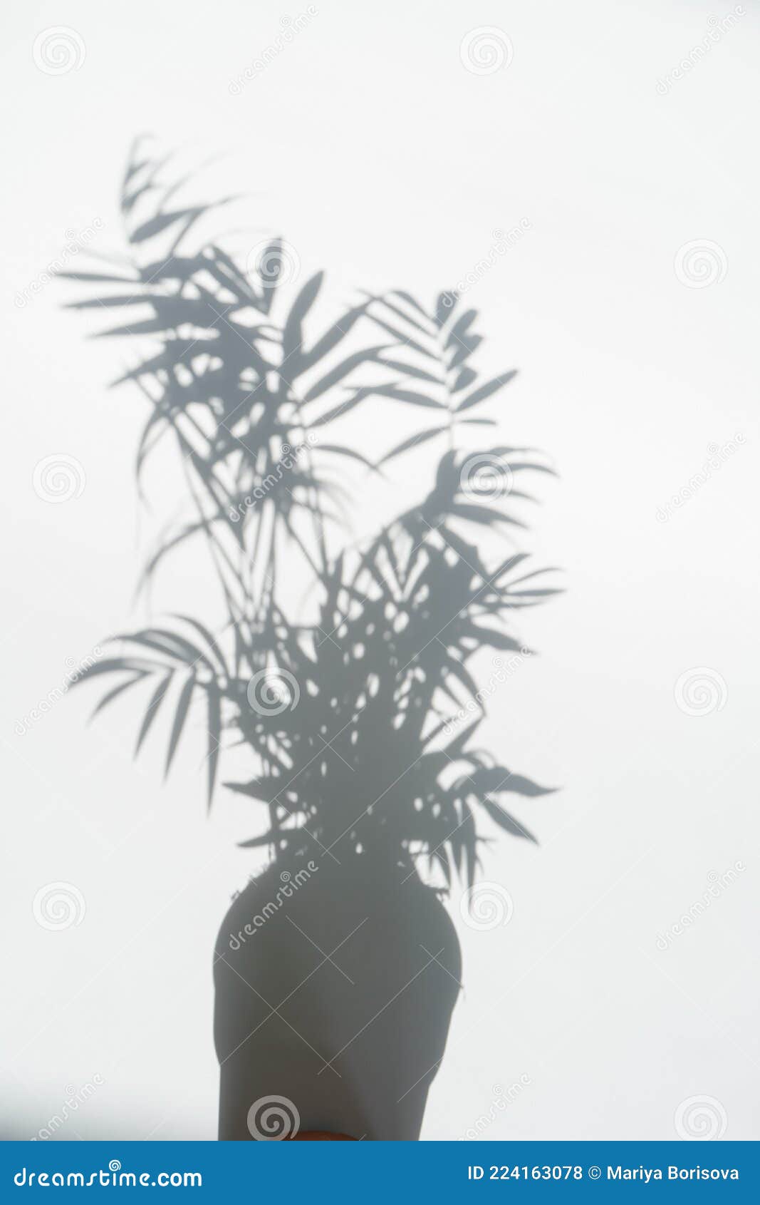 The Shadow of a Plant in a Flower Pot. Stock Photo - Image of gray ...