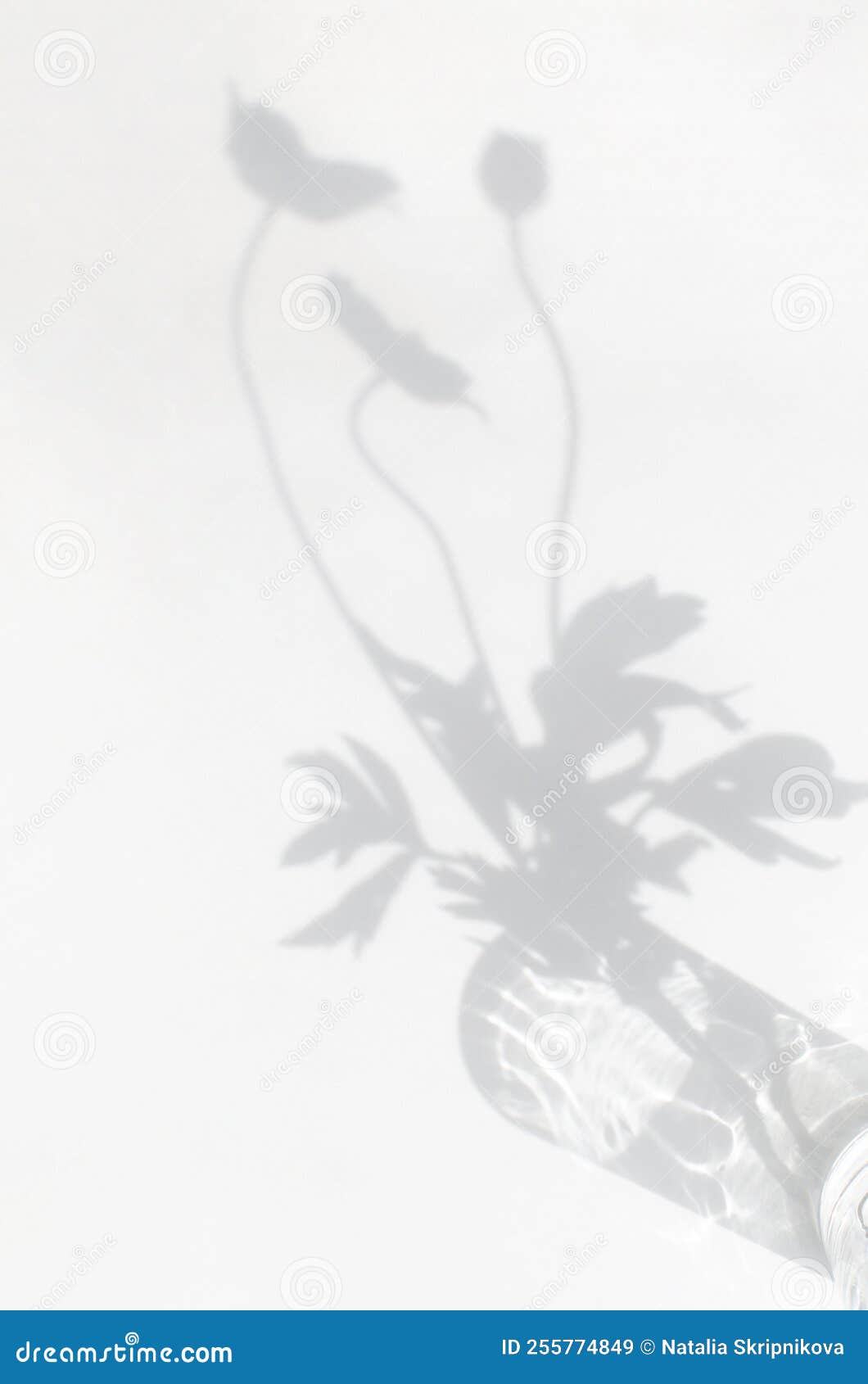 The Shadow of a Plant on a Light Background Stock Image - Image of bend ...
