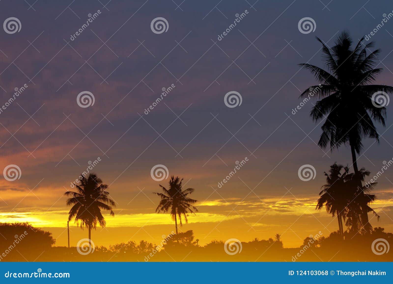 Shadow of Plantation Coconut Tree. Stock Photo - Image of horizon ...