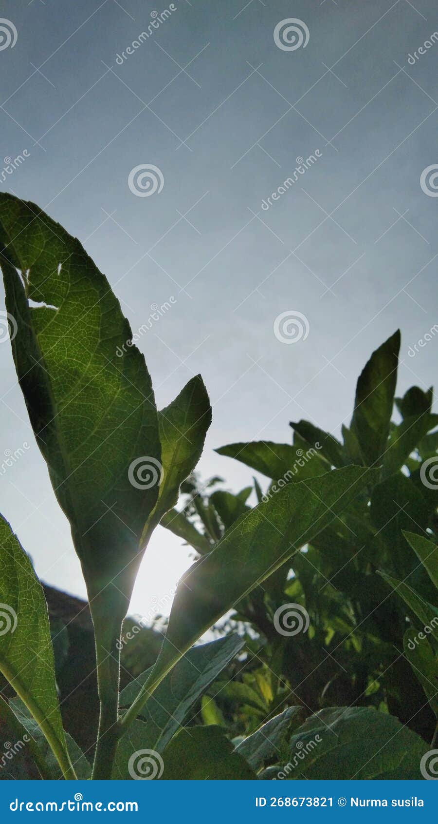 The Shadow of Plants at Noon Stock Image - Image of branch, flowers ...