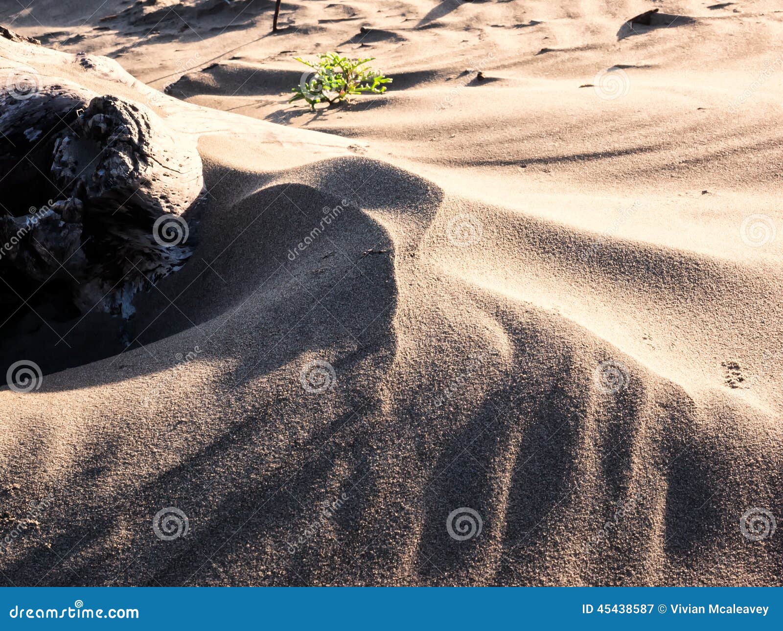 Shadow play on sand dune stock image. Image of bandon - 45438587