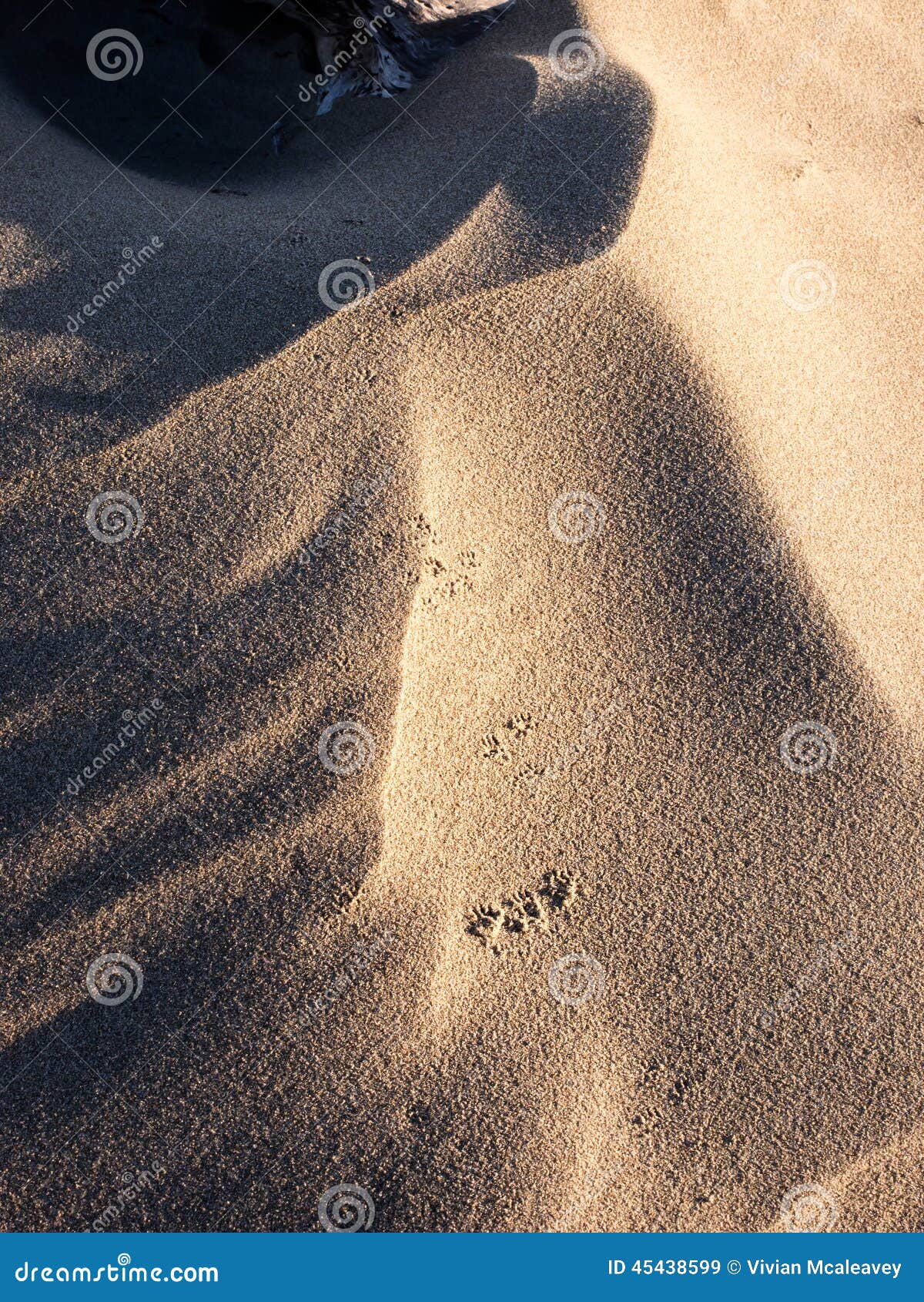 Shadow play on sand dune stock image. Image of oregon - 45438599