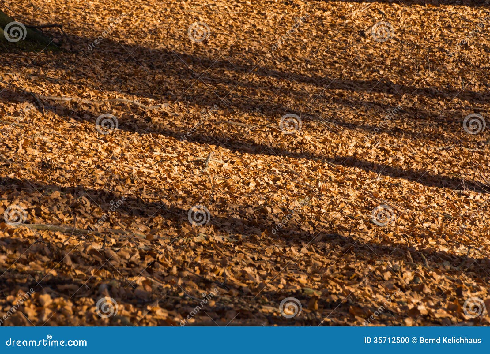 Shadow Play stock photo. Image of color, death, healthy - 35712500