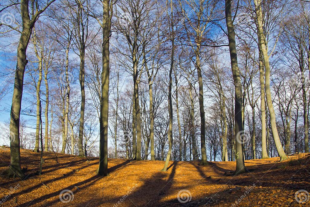 Shadow Play stock image. Image of focus, descriptive - 35712521