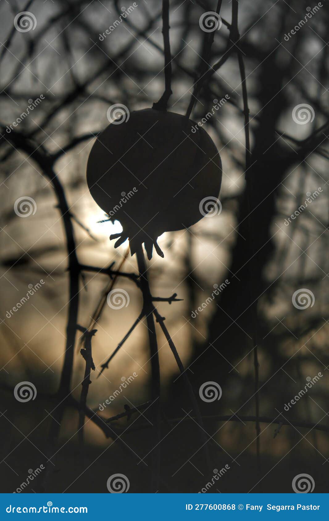 The Shadow of the Pomegranate. Stock Photo - Image of pomegranate ...