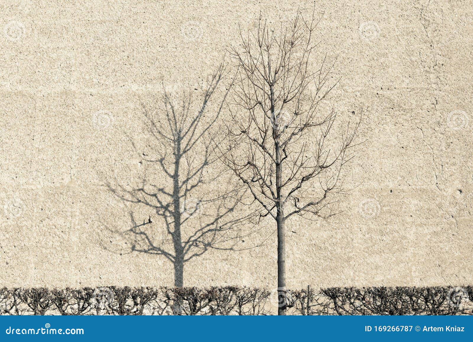 Shadow Projection from Tree Bare Branches on Concrete Wall Textured ...